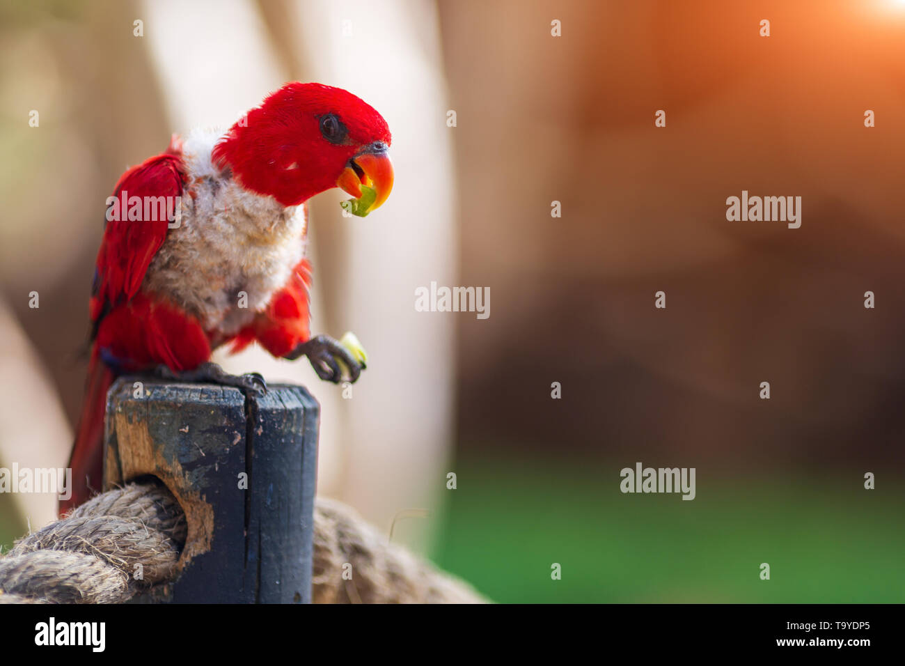 Australian parrot hi-res stock photography and images - Alamy