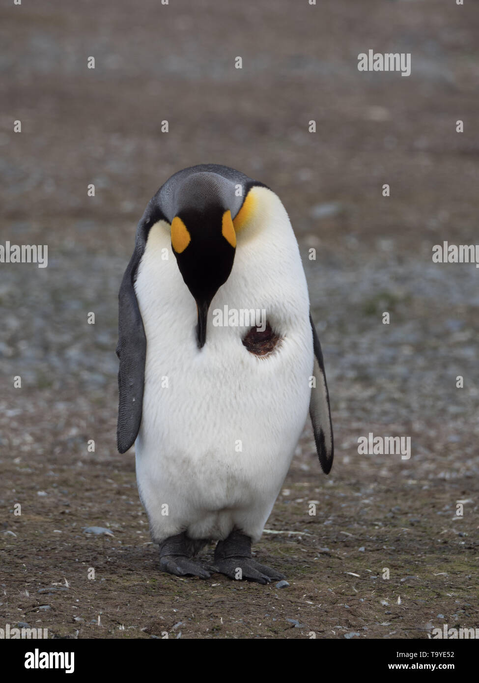 Close up of an adult king penguin with its head on its chest and an ...