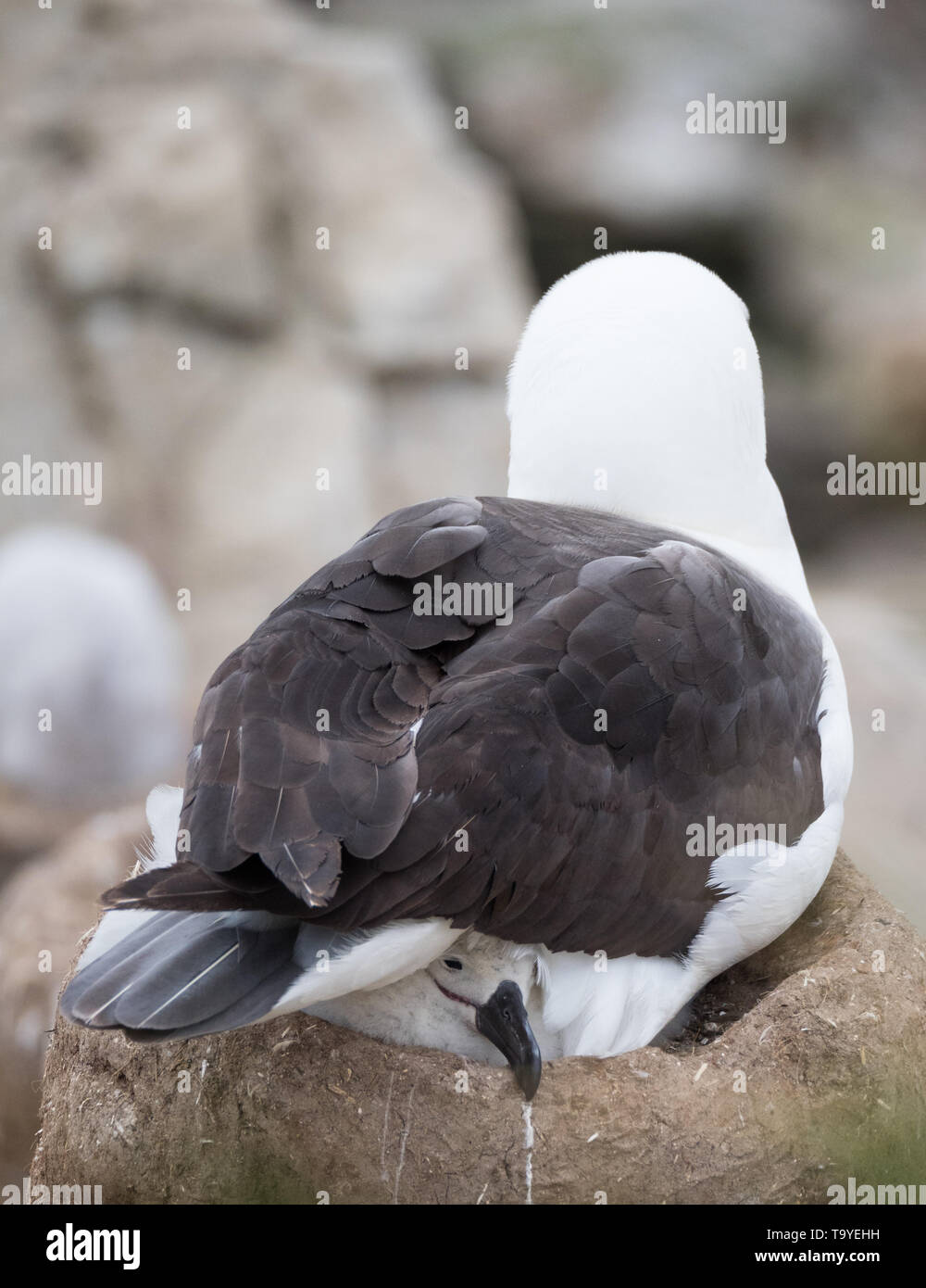 Close up of an adult Black Browed Albatross from behind sitting on a ...