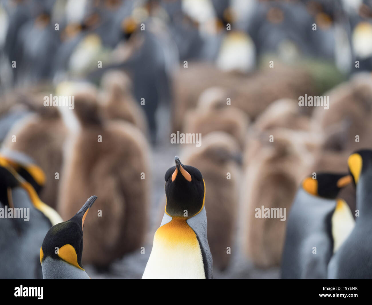 Adult penguins hi-res stock photography and images - Alamy