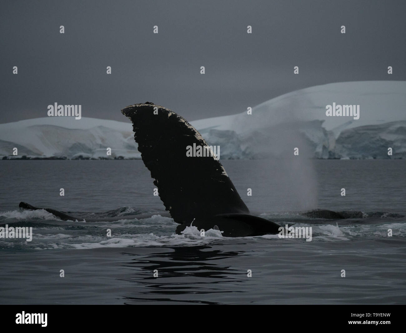 Close up of the black fin with white scars on a humpback whale in ...