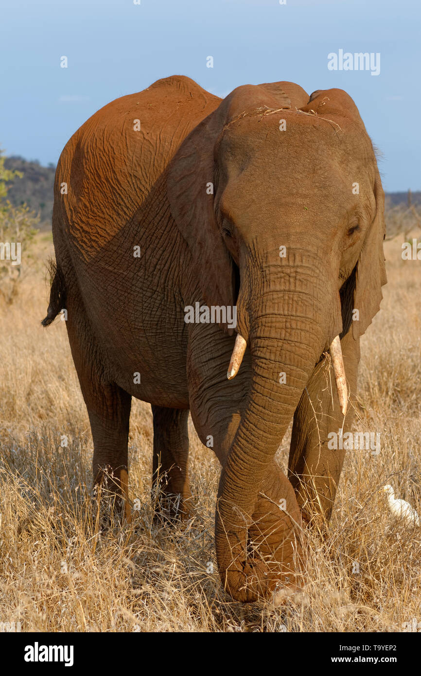 Cow symbiosis bird hi-res stock photography and images - Alamy