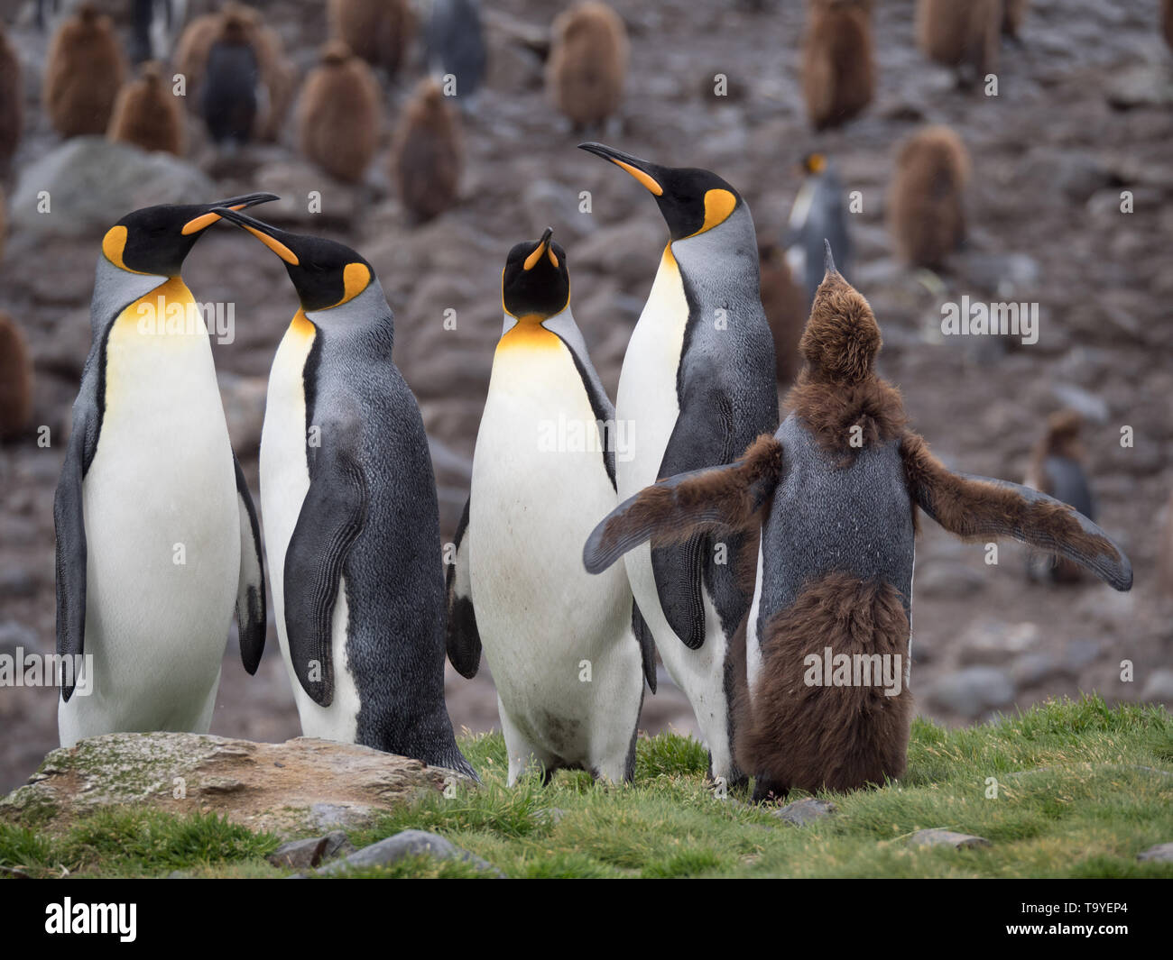 Group of four adult and one juvenile king penquin standing on a grassy ...