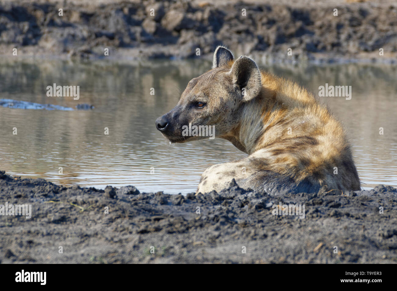 Spotted hyena (Crocuta crocuta), adult female lying in muddy water at a ...