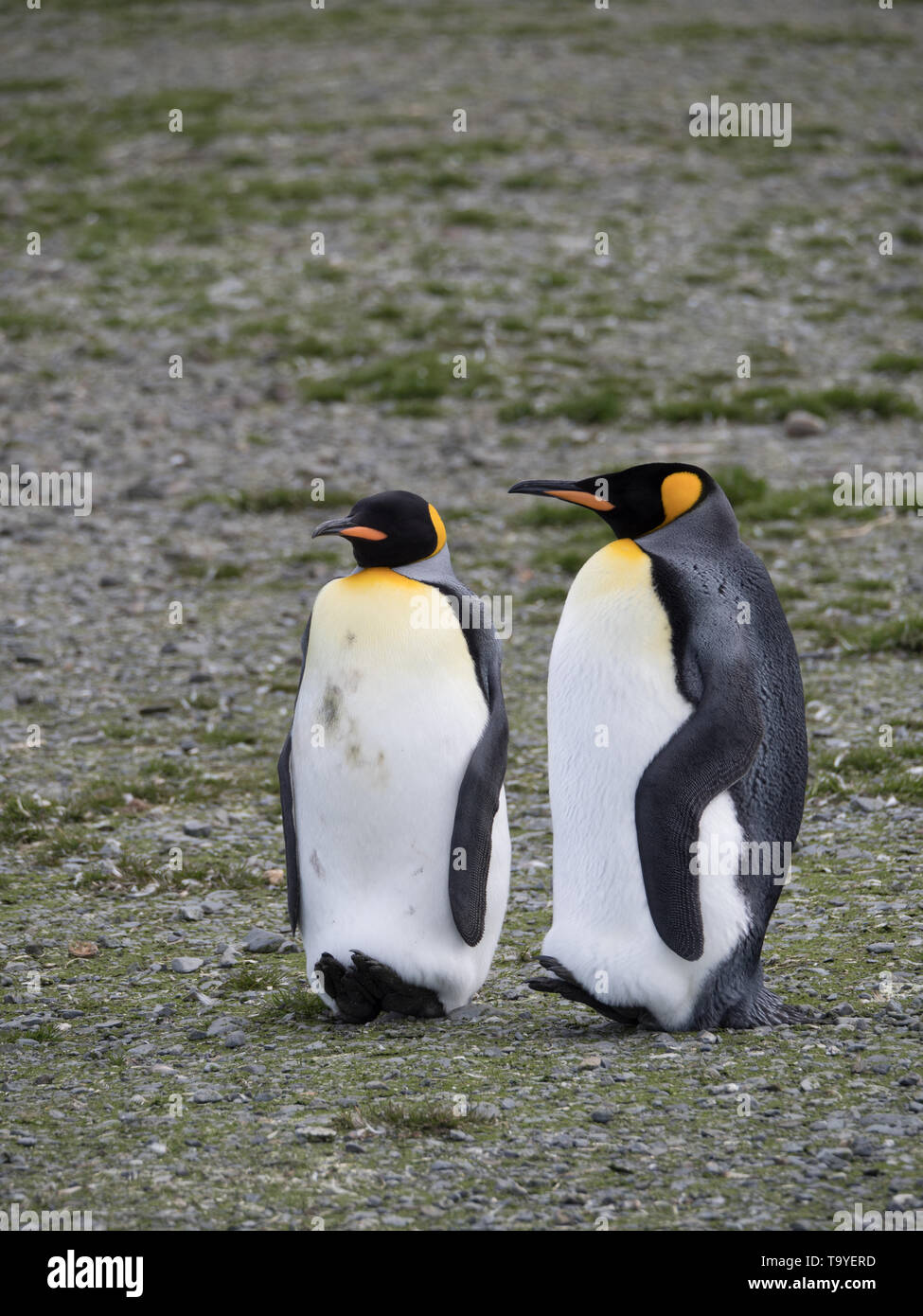 Pair of adult king penguins resting or sleeping while leaning back on ...