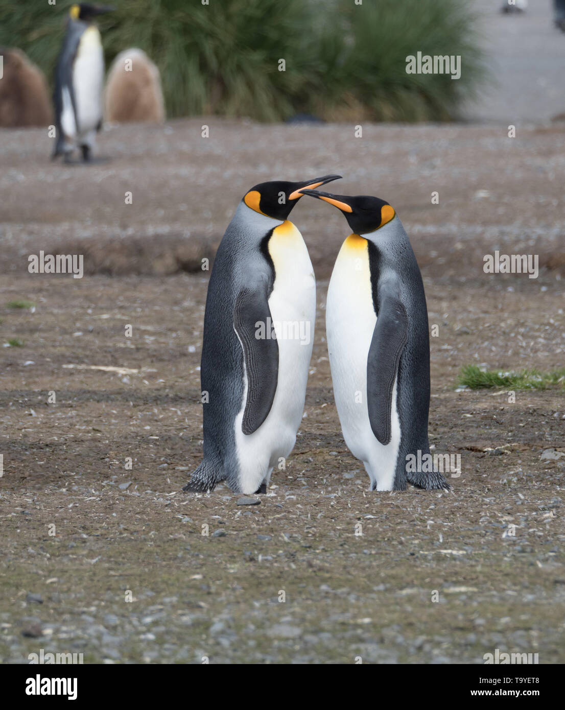 Black and white beach image with two birds hi-res stock photography and ...