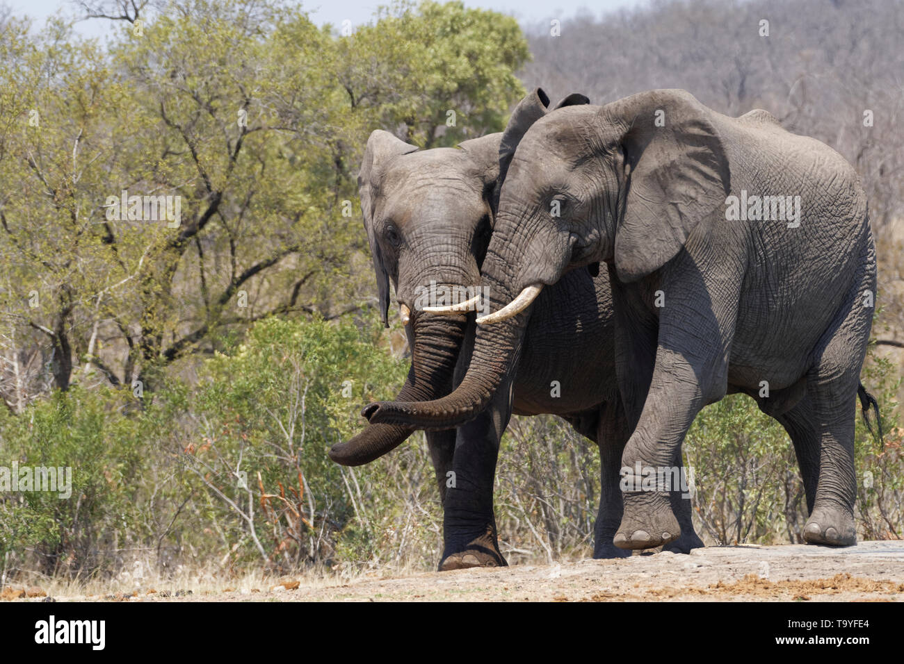 African bush elephants (Loxodonta africana), two playful elephant bulls standing side by side at ...