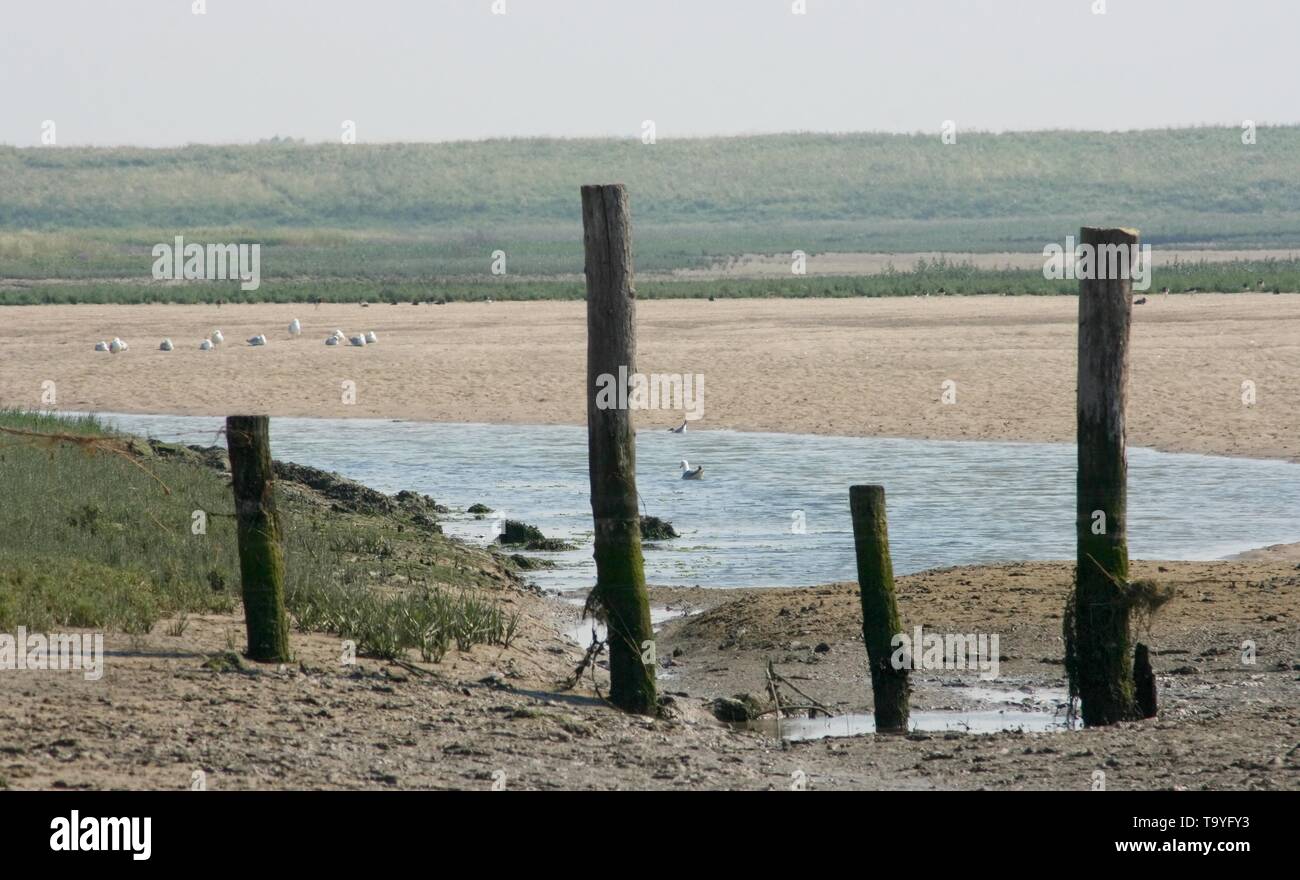 Nature Reserve (Het Zwin) bordering Belgium Netherlands Stock Photo - Alamy