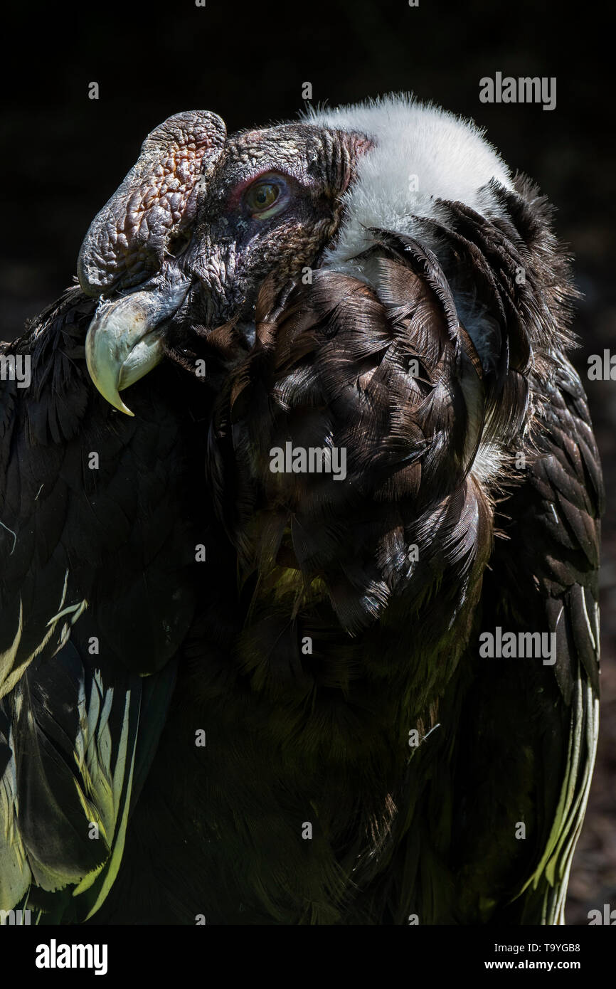Andean condors hi-res stock photography and images - Alamy