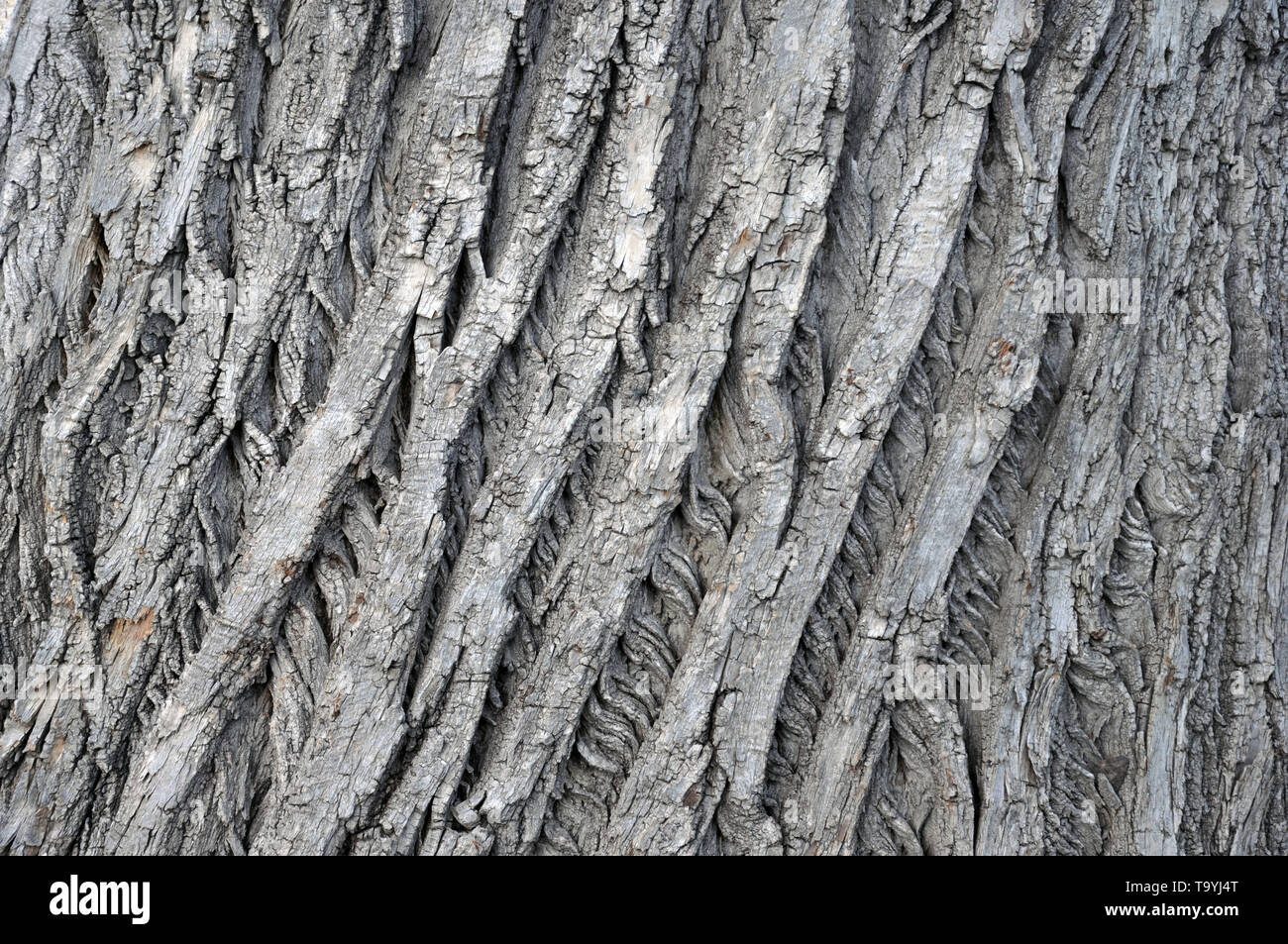 Oak tree bark photograph. Very clear high quality photograph of the ...