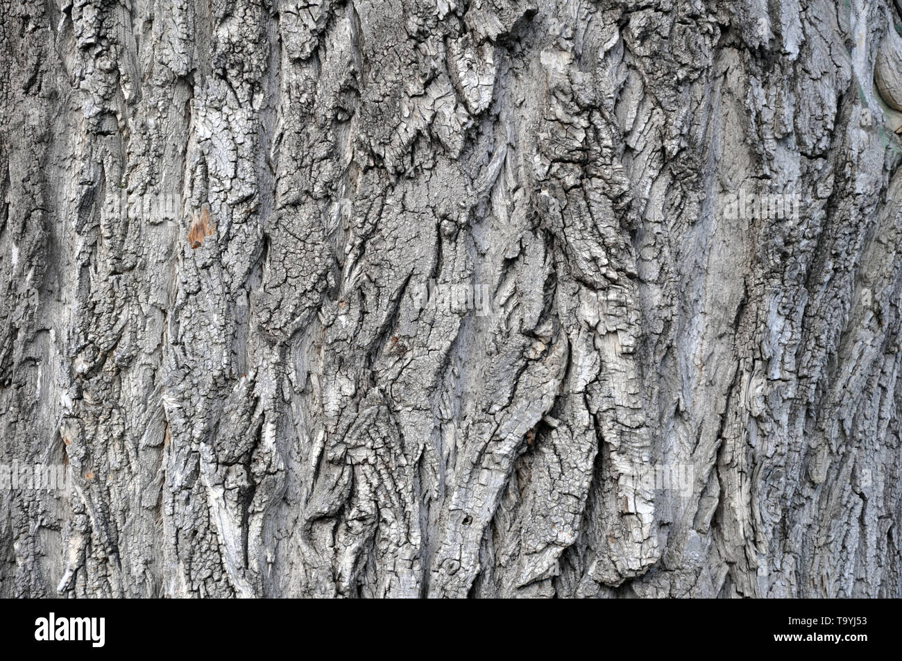 Oak tree bark photograph. Very clear high quality photograph of the ...