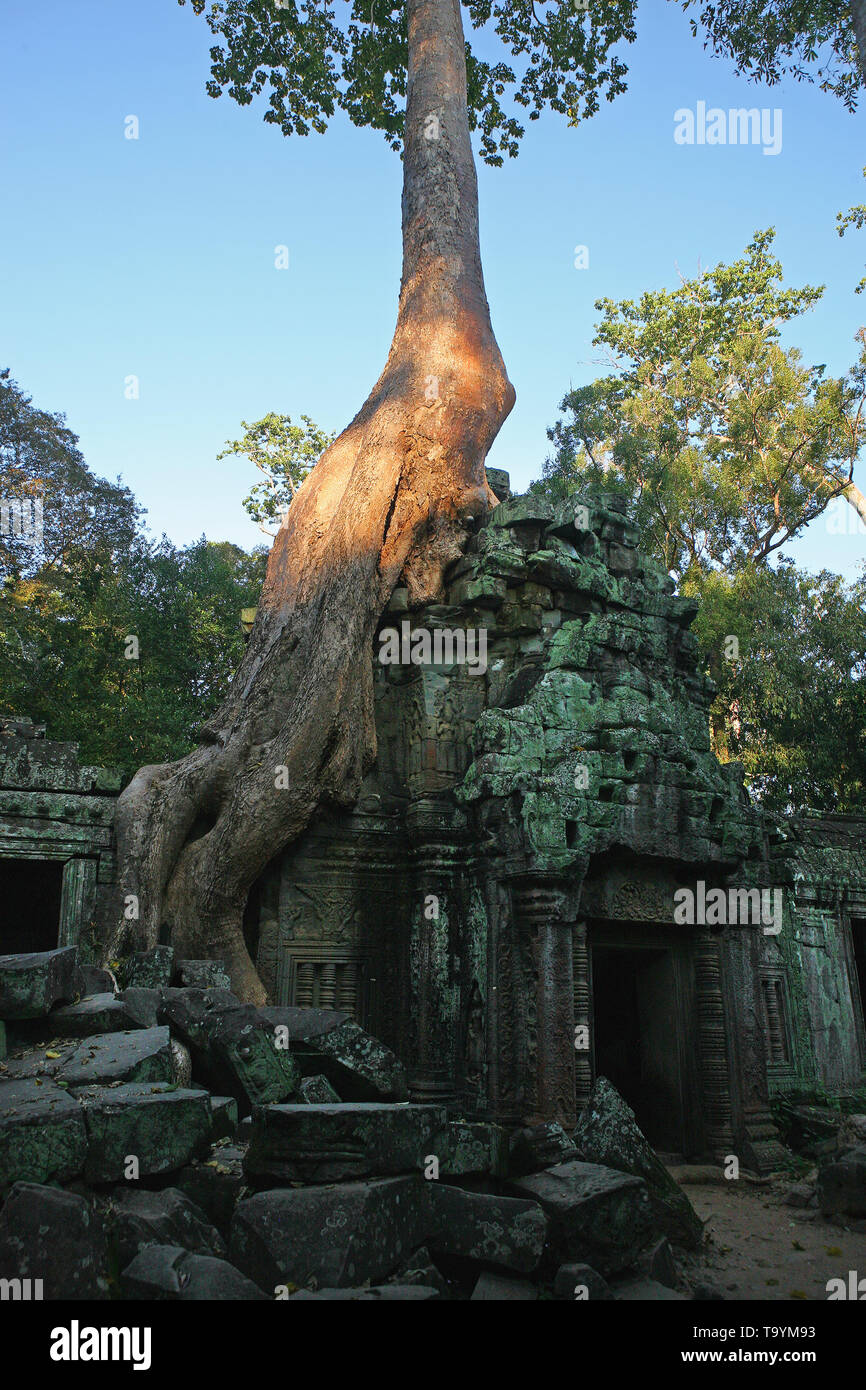 Giant thitpok tree(Tetrameles nudiflora) grows over a gateway in the ...