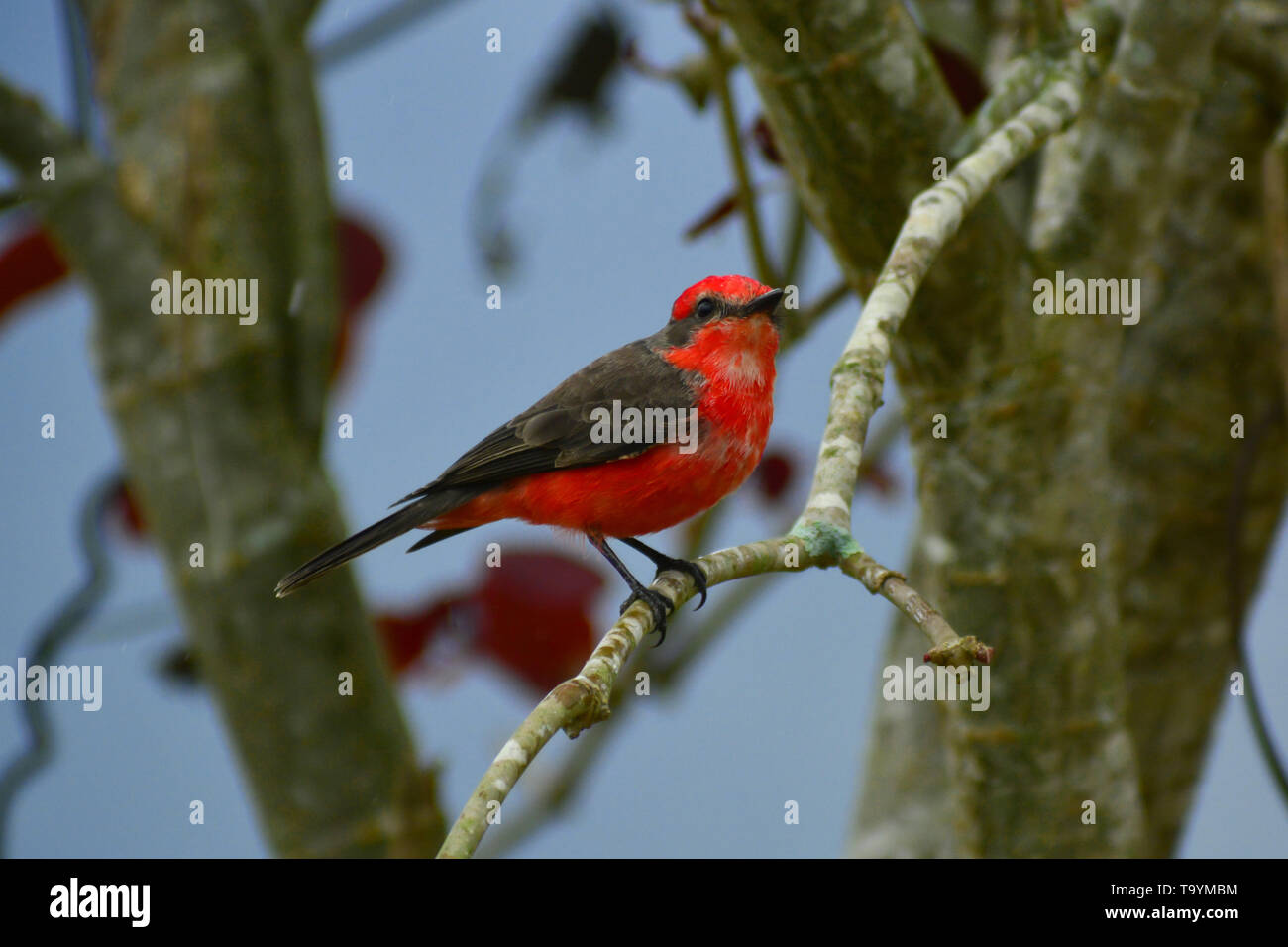 Vermillion flycatcher (Pyrocephalus obscurus saturatus) perched. Cali ...