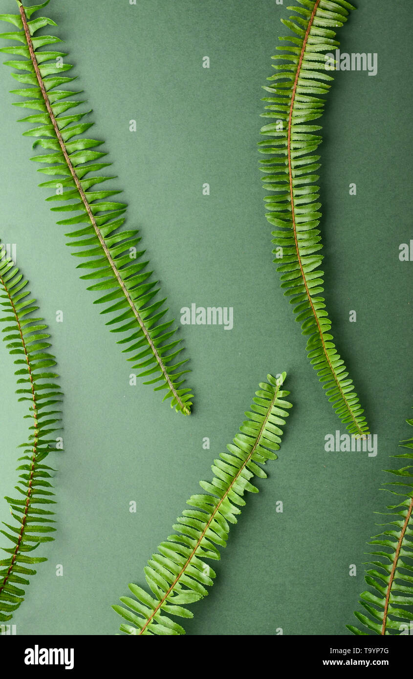 Green tropical leaves on color background Stock Photo - Alamy