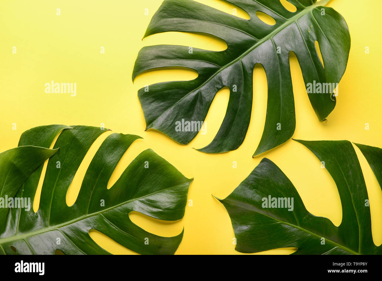 Green tropical leaves on color background Stock Photo - Alamy