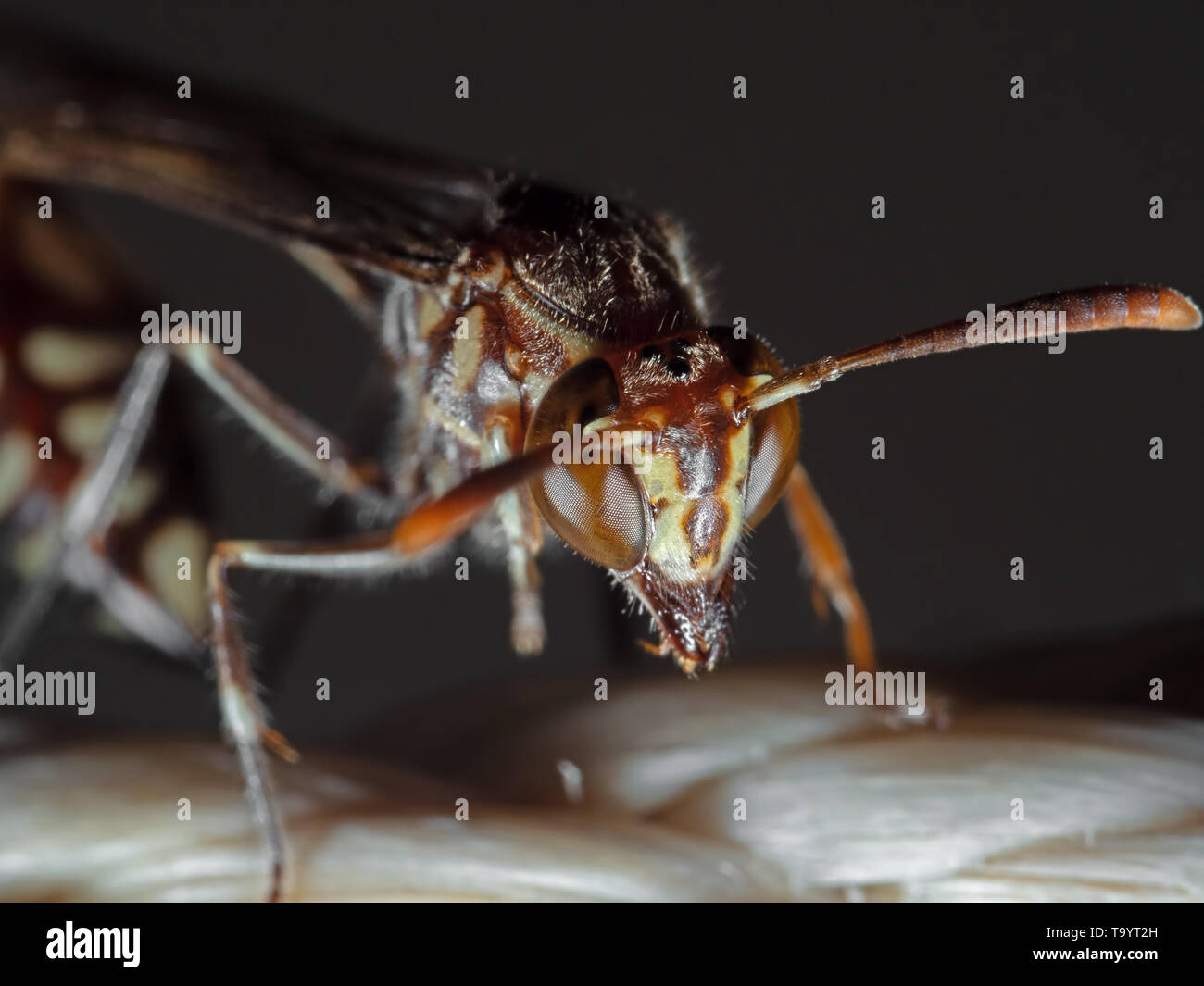 Macro Photography of Paper Wasp on The Nylon Rope Stock Photo - Alamy
