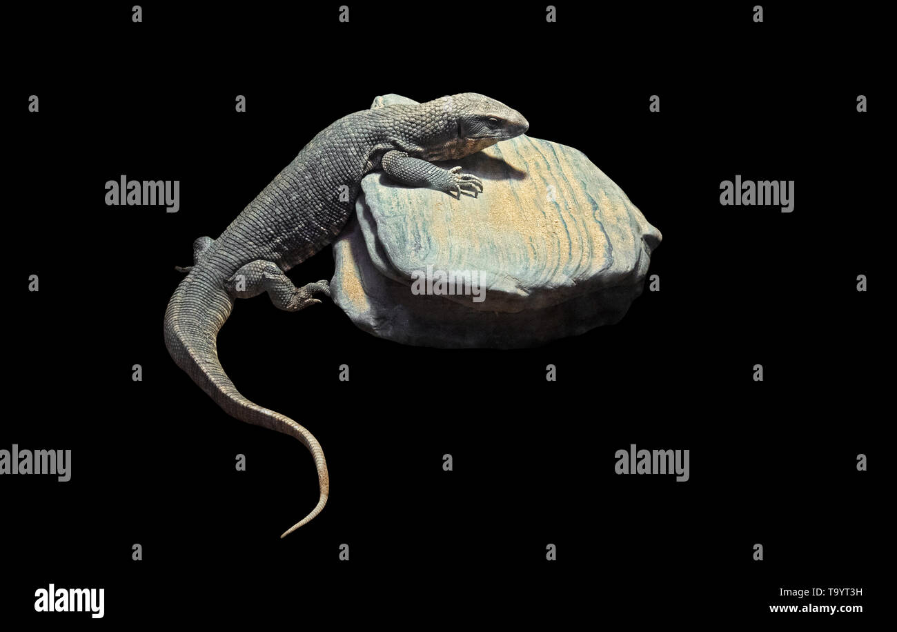 Savannah Monitor with Stone Isolated on Black Background, Clipping Path ...