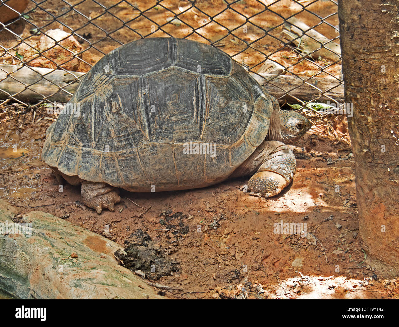 Gopher tortoise food hi-res stock photography and images - Alamy