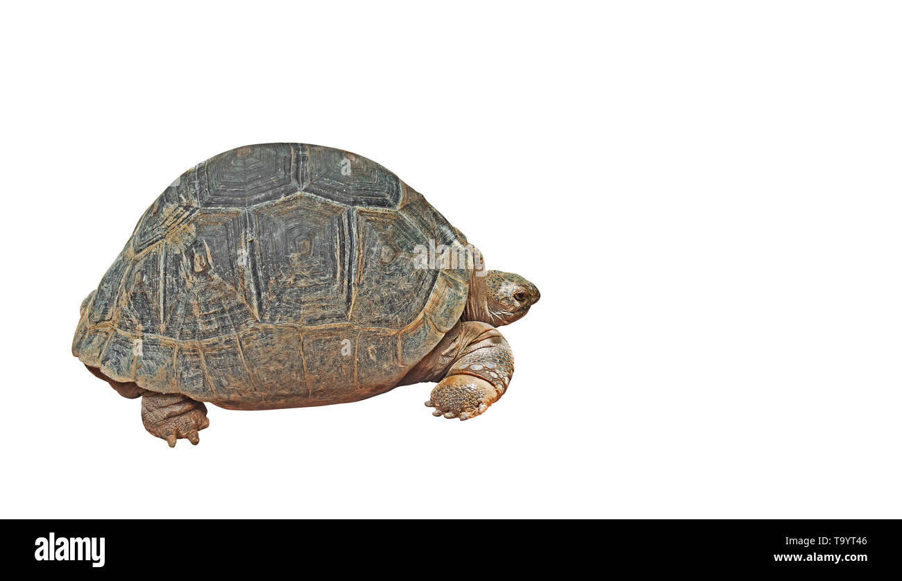 Colossochelys Atlas
