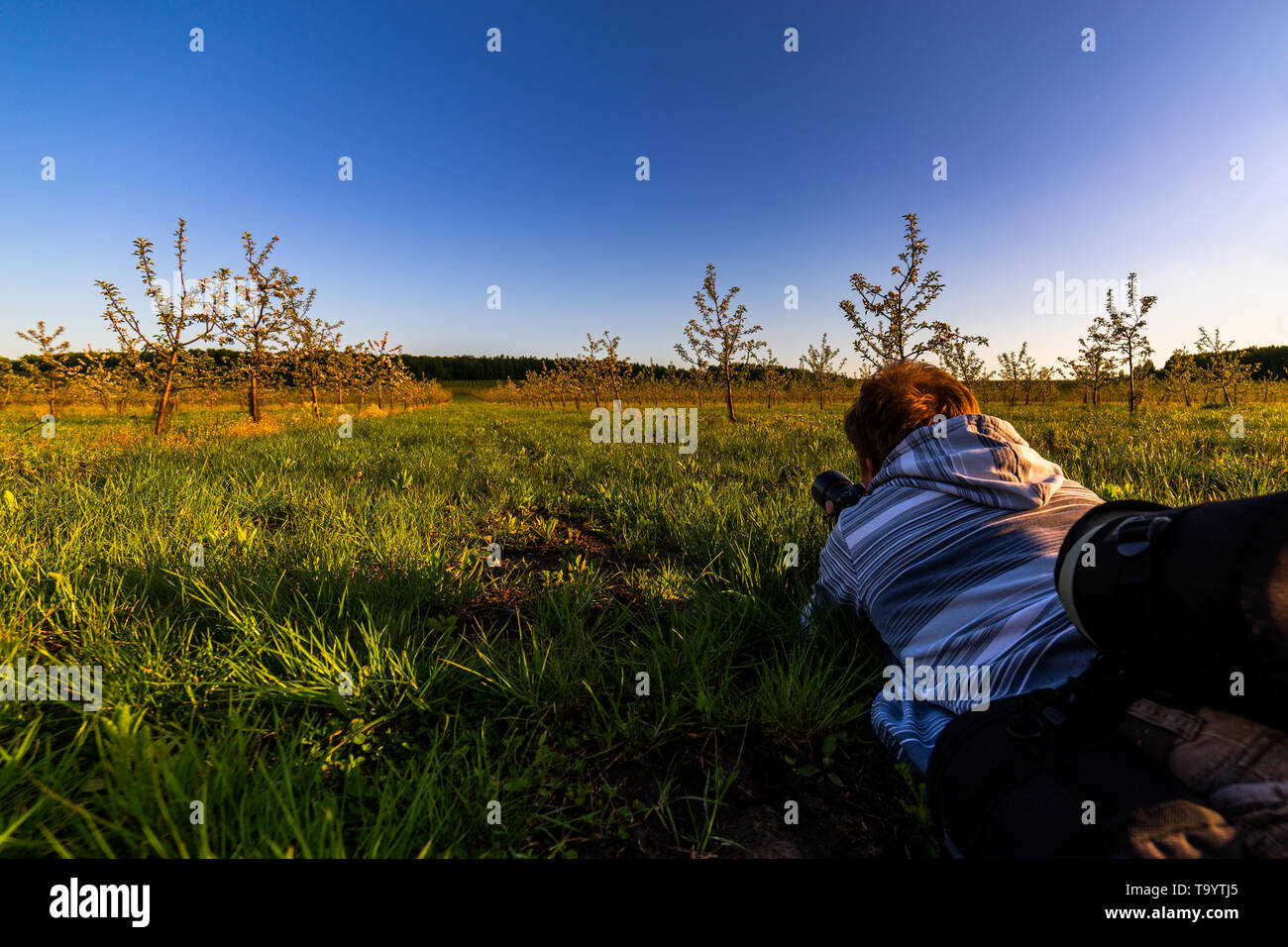Professional photographer laying on ground and shooting in young apple ...