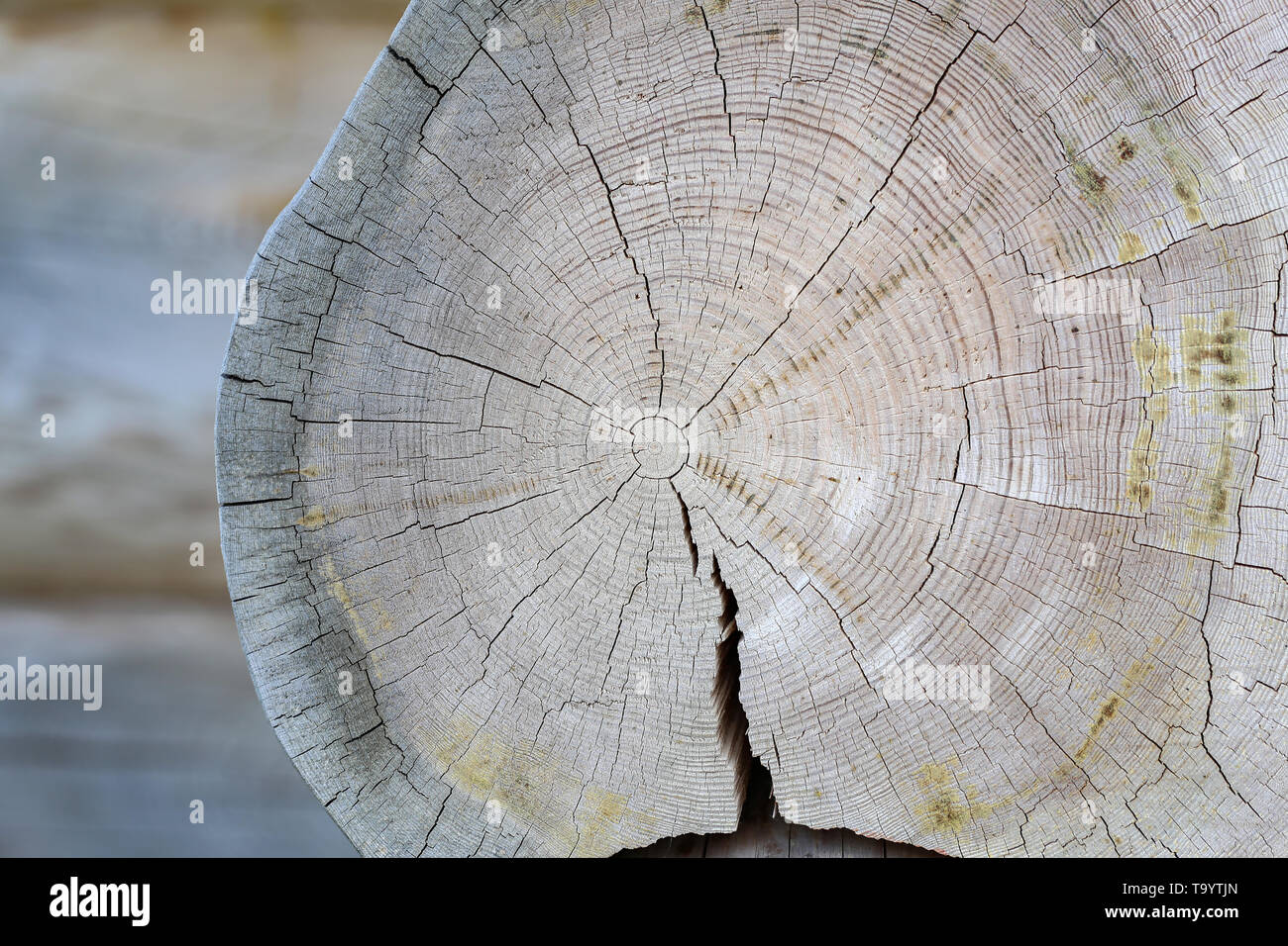 Tree rings annular rings hi-res stock photography and images - Alamy