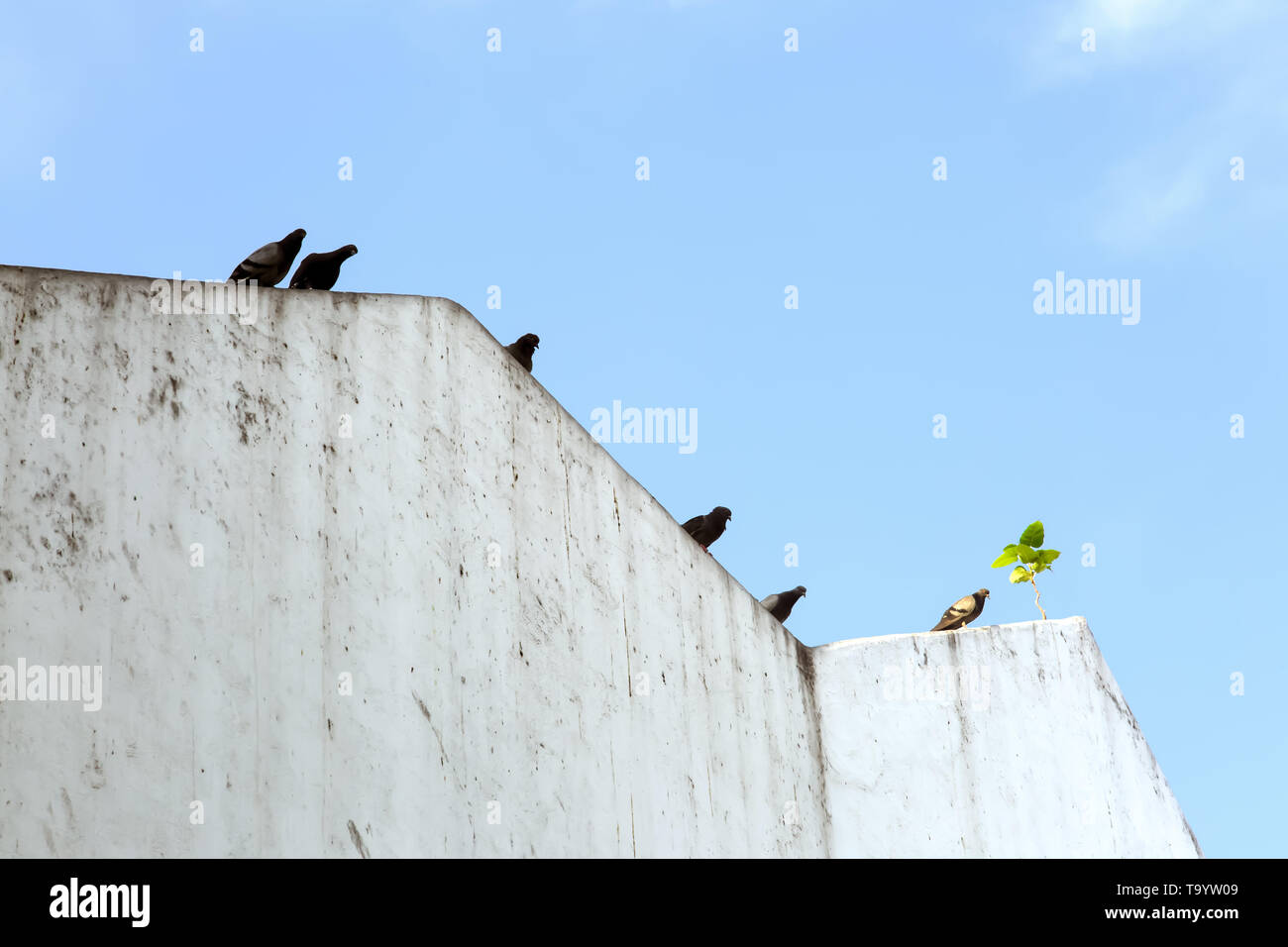 Destroyed by pigeons hi-res stock photography and images - Alamy