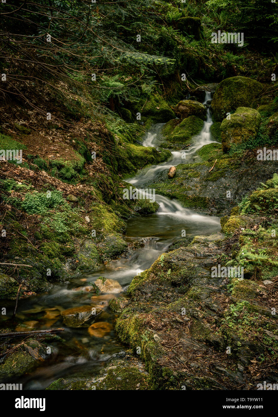 Wood lake district hi-res stock photography and images - Alamy