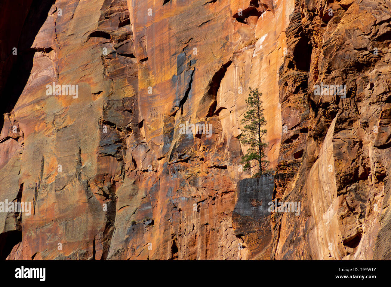 Tree growing on edge cliff hi-res stock photography and images - Alamy