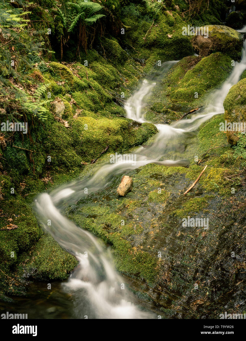 Finding a way through the forest Stock Photo - Alamy