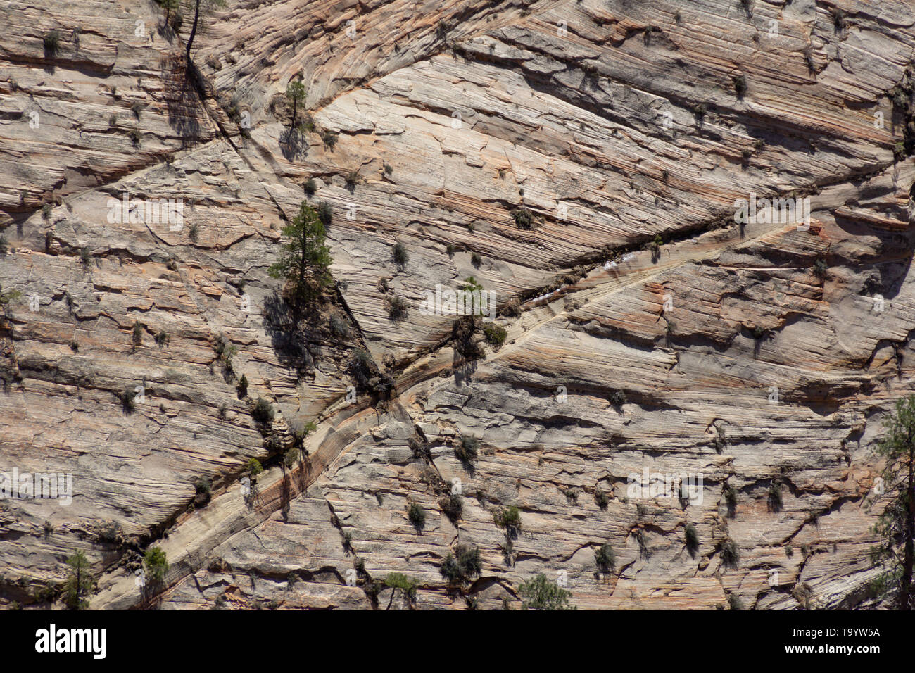 Tree growing on edge cliff hi-res stock photography and images - Alamy