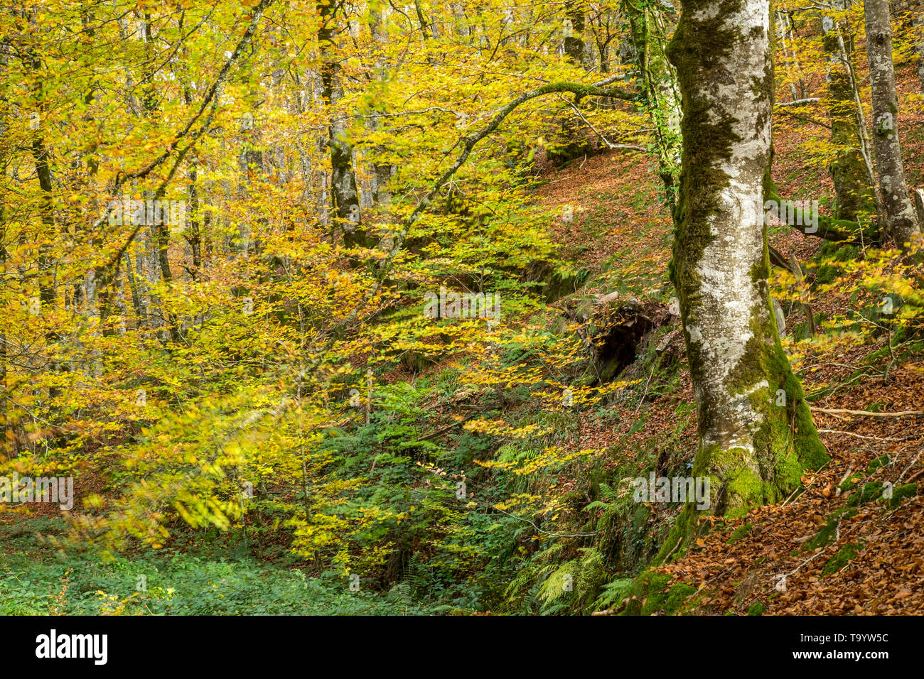 Arce valley forest hi-res stock photography and images - Alamy