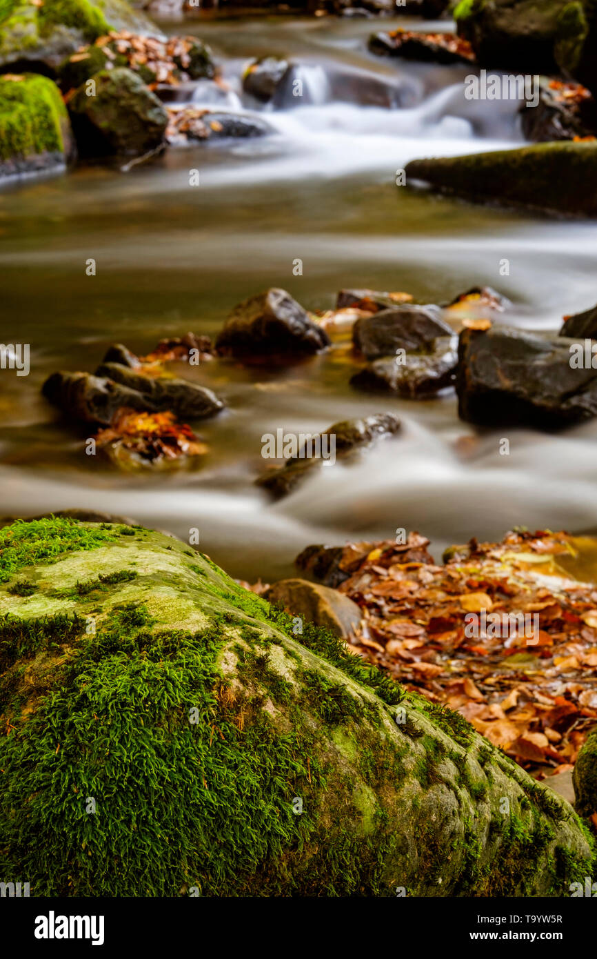 Arce Valley forest. Autumn, Navarre, Spain Stock Photo - Alamy