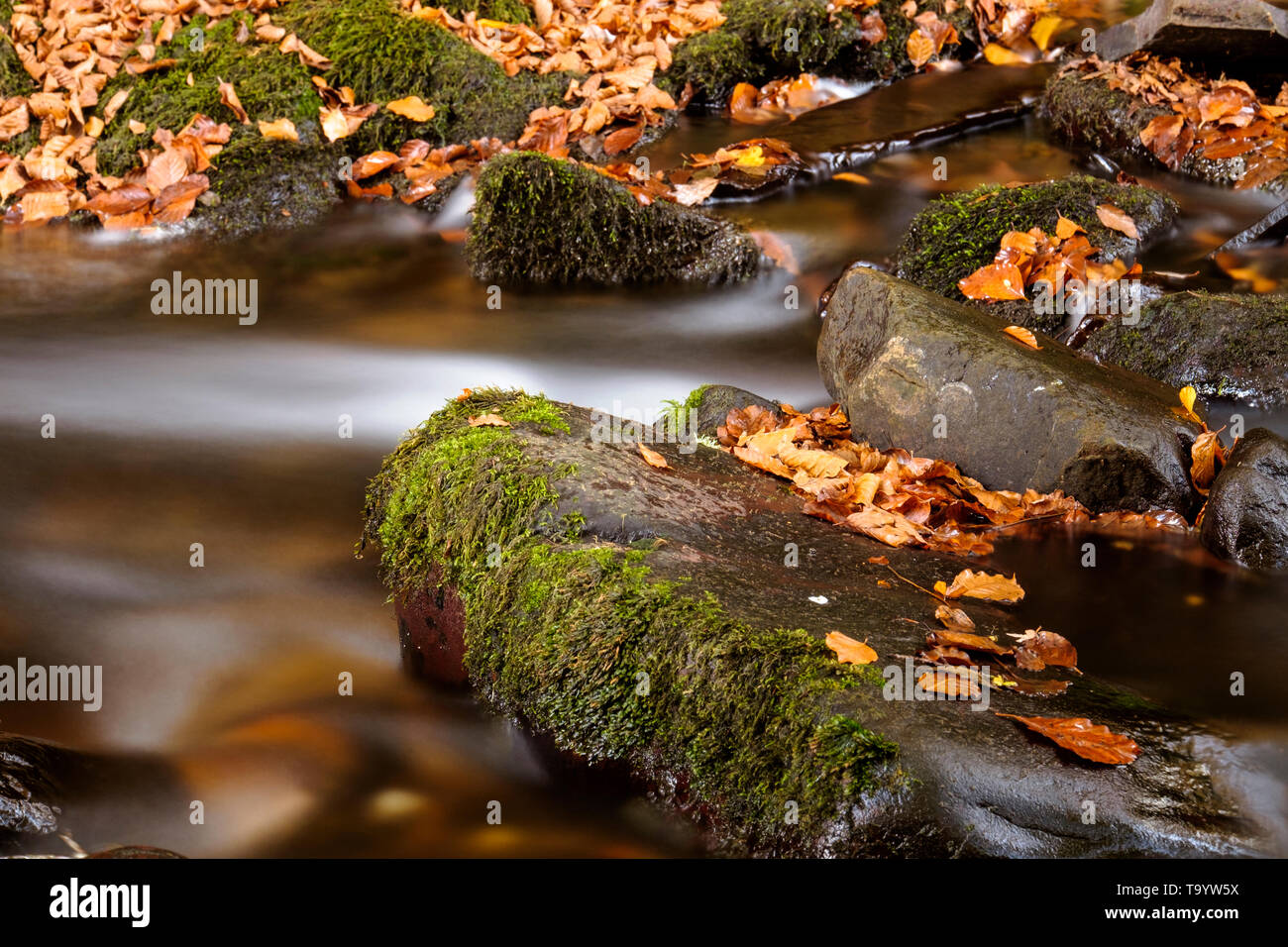 Arce valley forest hi-res stock photography and images - Alamy