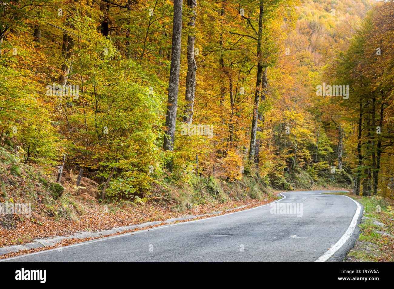 Arce Valley forest. Autumn, Navarre, Spain Stock Photo - Alamy