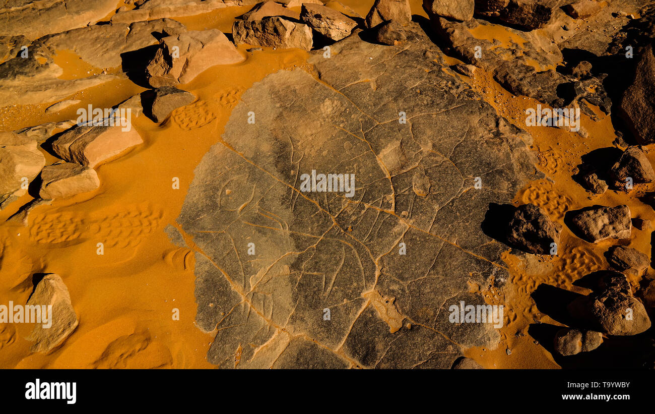 Cow - Cave paintings and petroglyphs at Tamezguida Tassili nAjjer ...