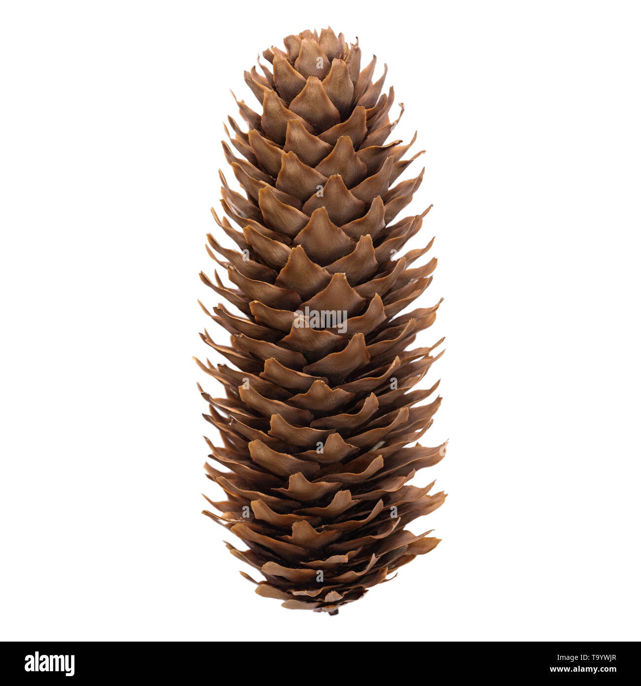 Big fir cone isolated on white background Stock Photo - Alamy
