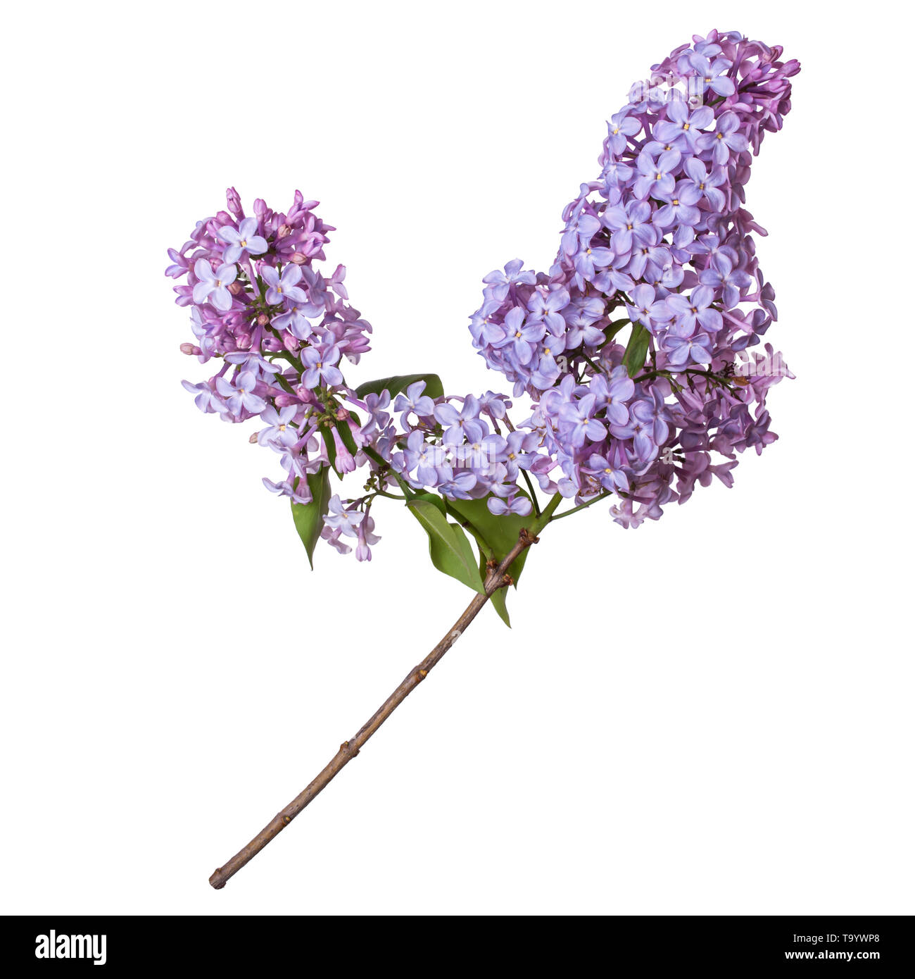 Lilac branch isolated on white background. Beautiful spring flowers ...