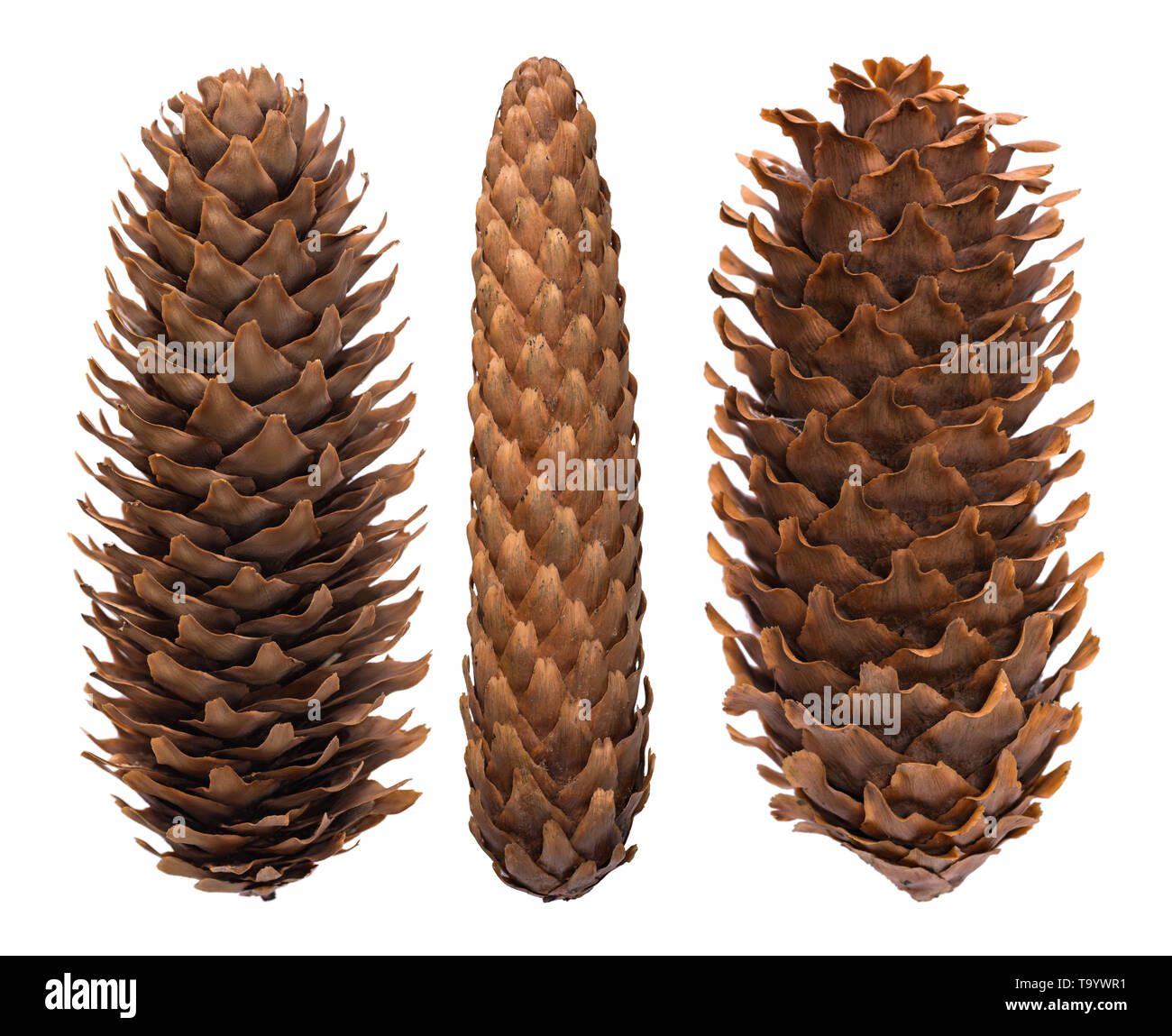 Set of fir cones isolated on white background Stock Photo - Alamy
