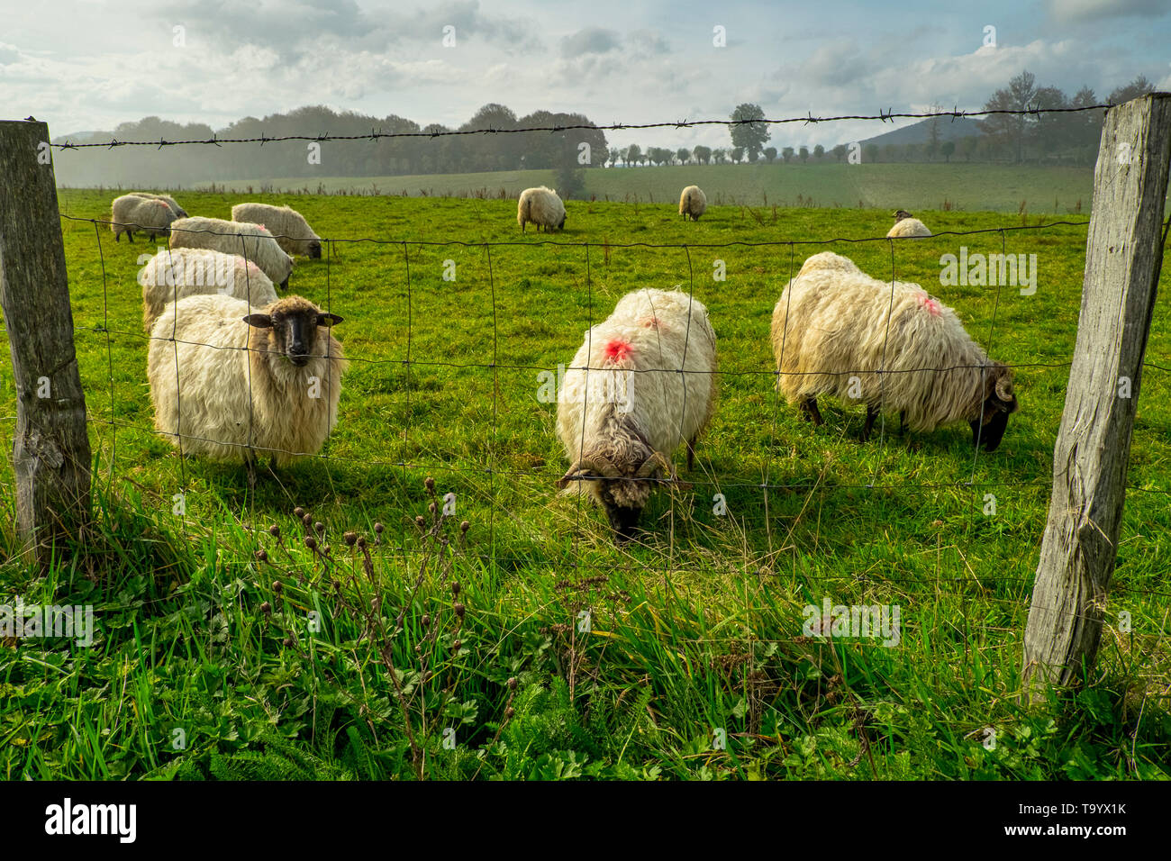Latxa bred Sheep in navarre. Spain Stock Photo - Alamy