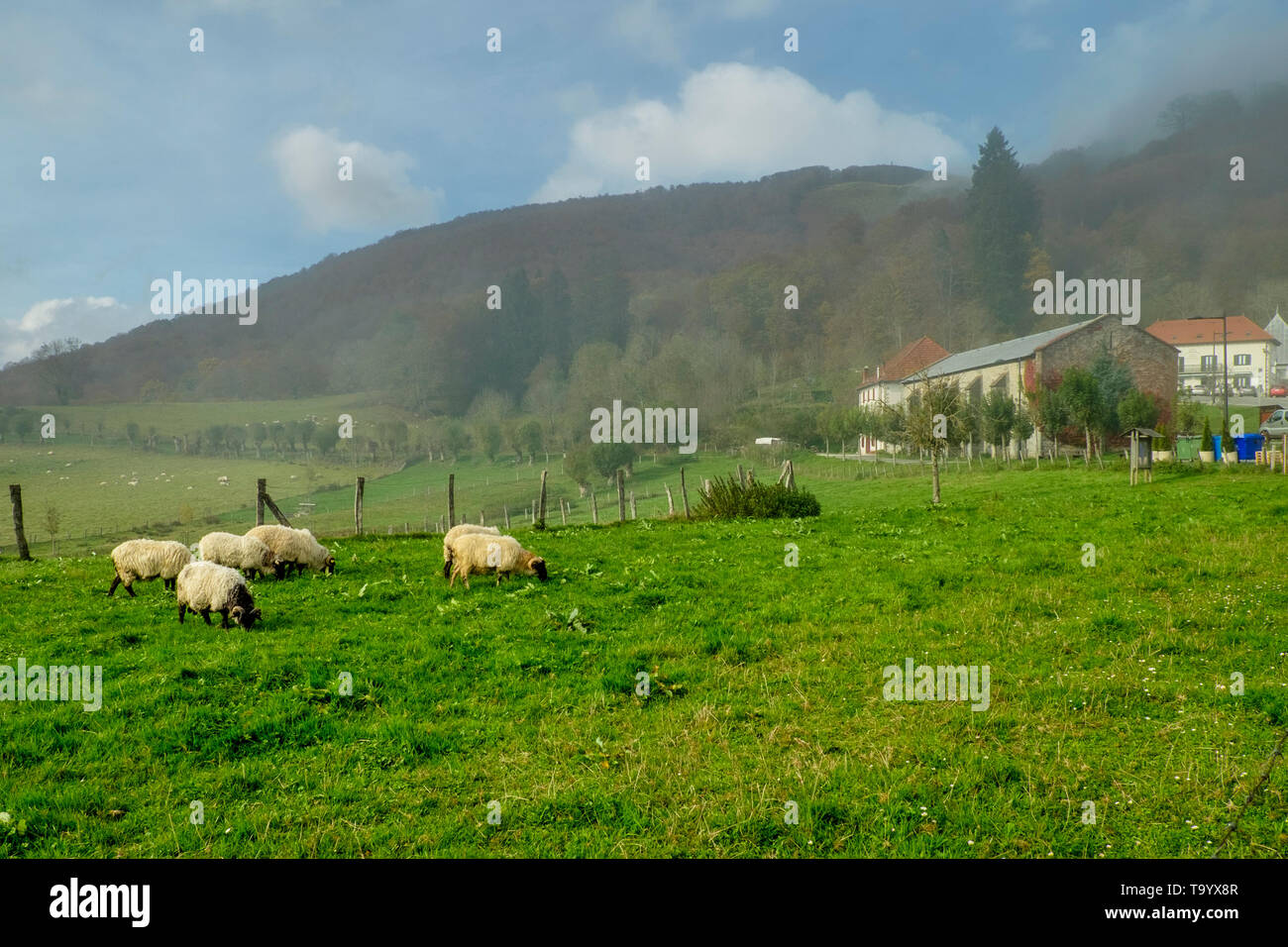 Livestock sheep roncesvalles hi-res stock photography and images - Alamy