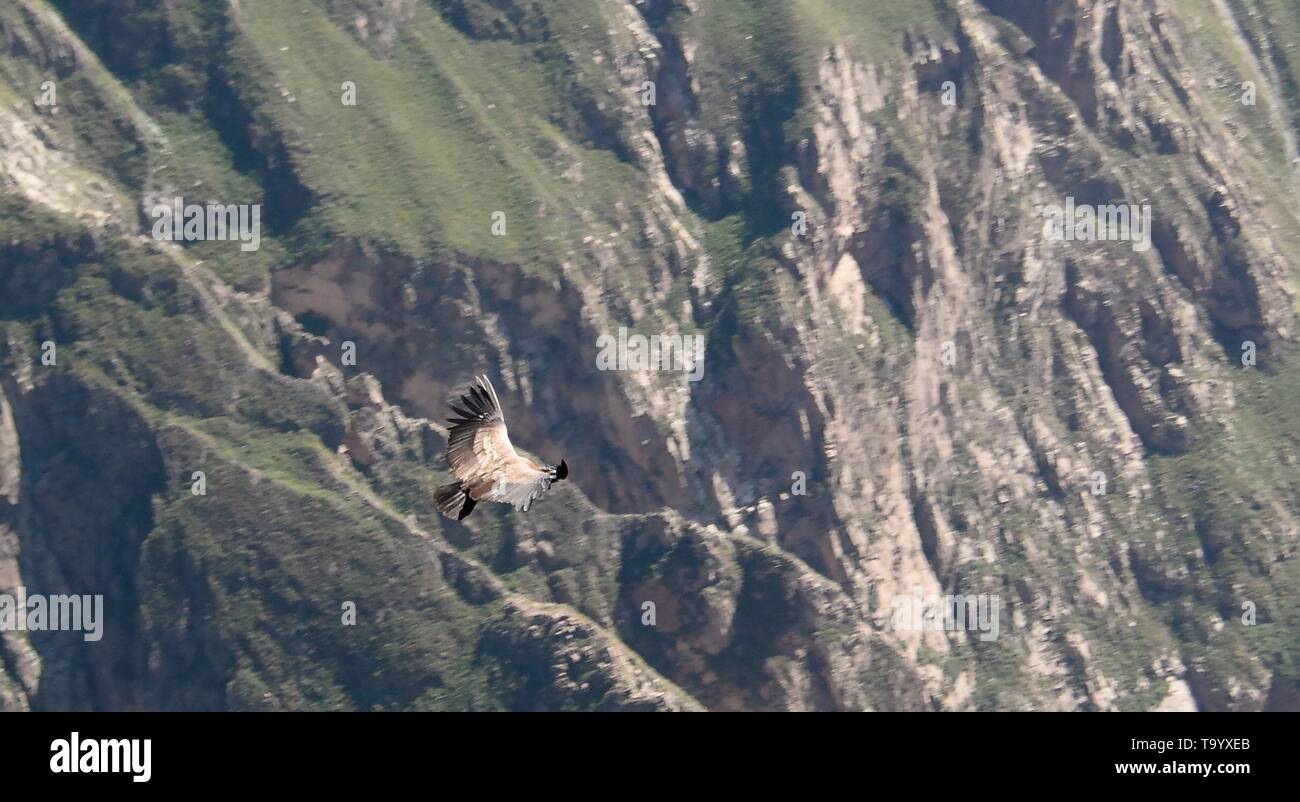 Condors above the Colca canyon at Condor Cross or Cruz Del Condor ...