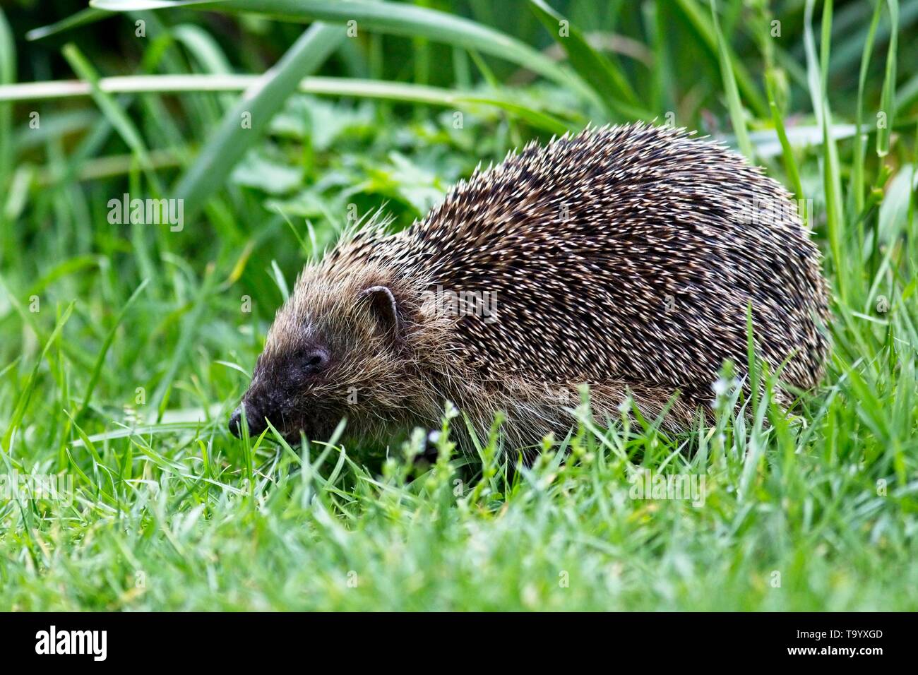 European Hedgehog Erinaceus High Resolution Stock Photography and ...