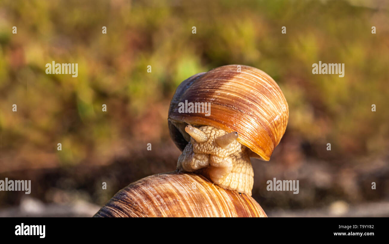 apple snail child piggyback on his mother, slow transport concept Stock ...