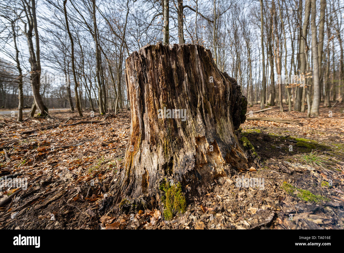 Old rotten tree trunk in a deciduous forest in early spring (Vienna ...
