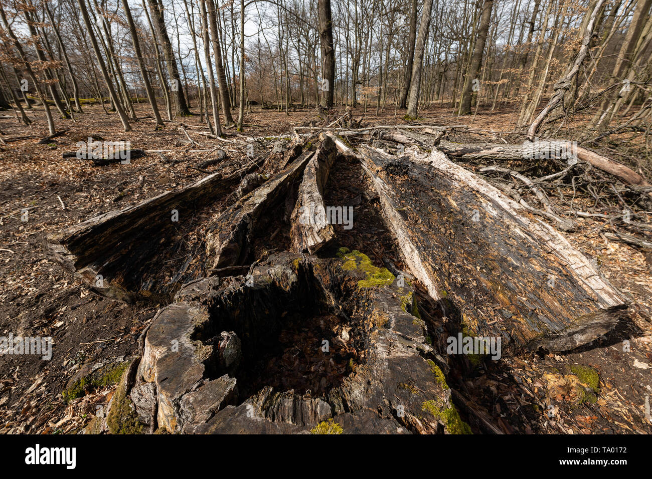 Old rotten tree trunk in a deciduous forest in early spring (Vienna ...