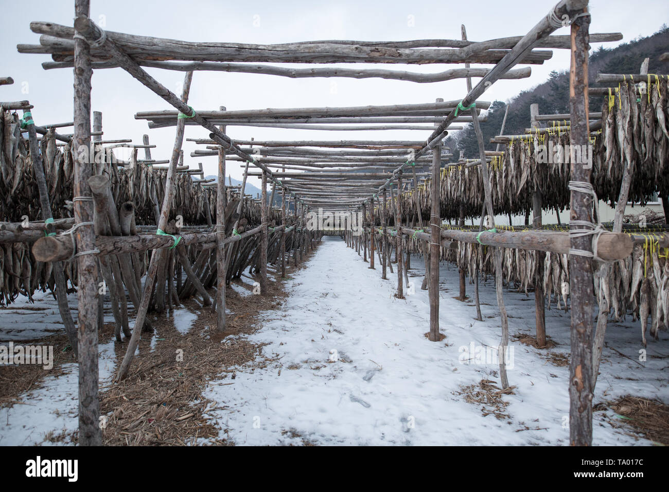 Two rows of wooden struture in a fish drying facility in korea Stock ...