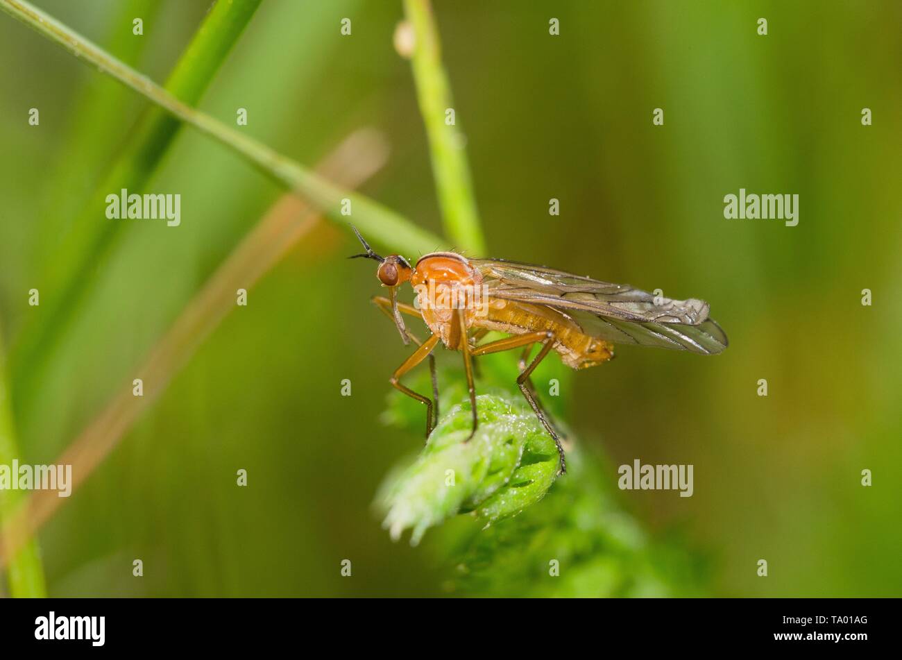 Piercing dagger hi-res stock photography and images - Alamy