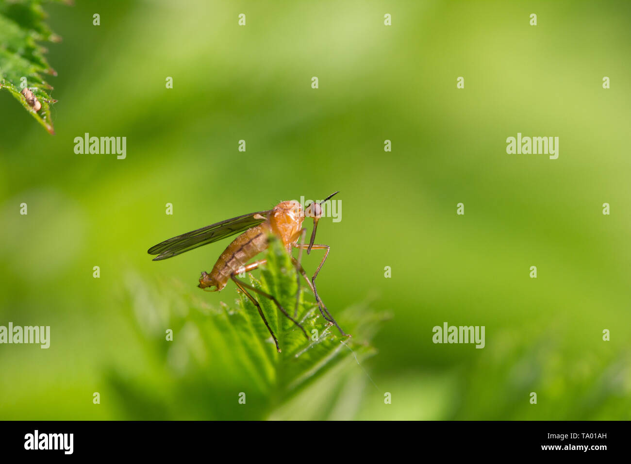 Piercing dagger hi-res stock photography and images - Alamy