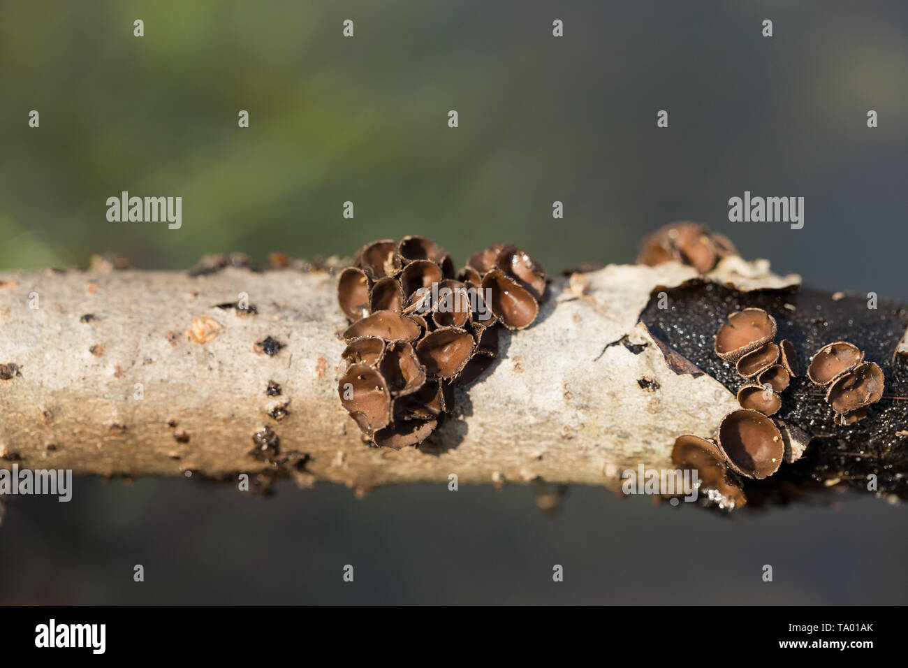 Cup shaped fungi hi-res stock photography and images - Alamy
