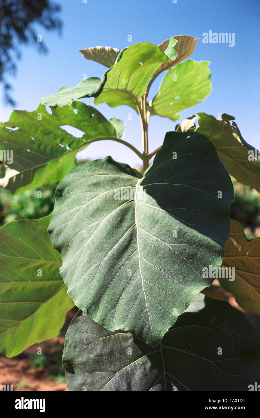 TEAK PLANT WITH LARGE LEAVES, GUJARAT, INDIA Stock Photo - Alamy